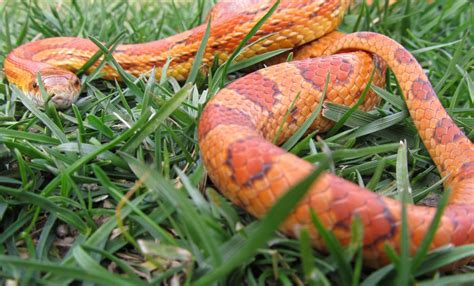 Top 999 Corn Snake Wallpaper Full HD 4K Free To Use