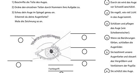 Das Auge Arbeitsblatt Klasse 5 Margaret Pitts Schule