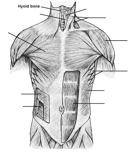 Anatomy Lab 10 Diagram 9 Diagram Quizlet