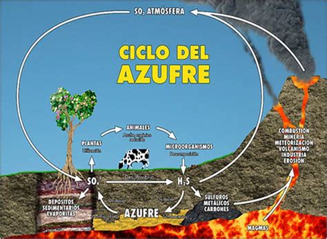 Cuál es el ciclo del azufre o ciclo biogeoquímico del azufre GT