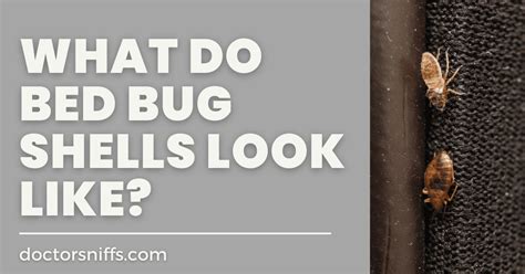 Bed Bug Shells What Do They Look Like With Real Photos