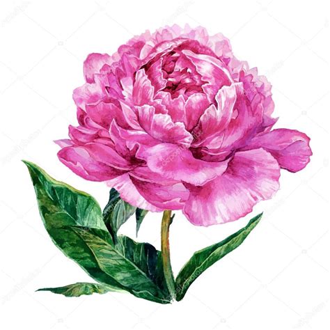 Watercolor Hand Drawn Illustration Of Pink Peony Stock Vector Sinna