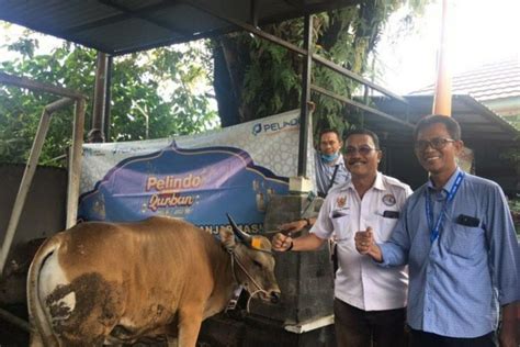 Pelindo Terminal Petikemas Salurkan 127 Hewan Kurban ANTARA News