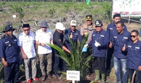Dapat Hibah PSR Puluhan Hektar Kebun Swadaya Ditanam Perdana Elaeis