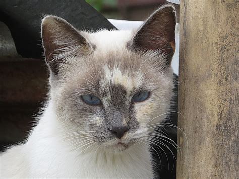 Blanco Y Negro Gato Felino Foto Gratis En Pixabay Pixabay