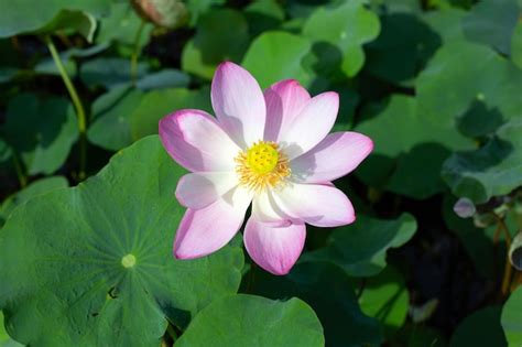Premium Photo Beautiful Blooming Pink Lotus Flower With Leaves
