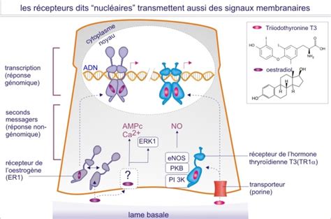 11 3 Signaux transmis par des récepteurs intracellulaires 11