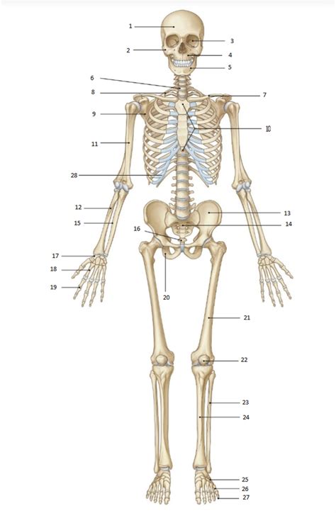 Skelett Diagram Quizlet