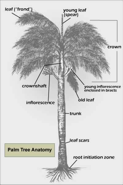 Understanding The Intricacies Of Palm Tree Root System A Detailed