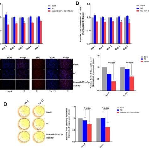 Anti Mir A P Can Inhibit Cell Growth And Proliferation A Cell
