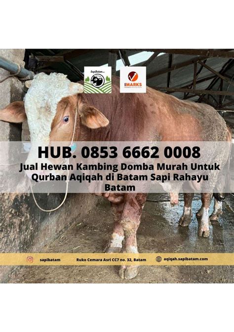 HARGA HEWAN QURBAN BATAM Hub 0853 6662 0008 Harga Hewan Qurban Idul