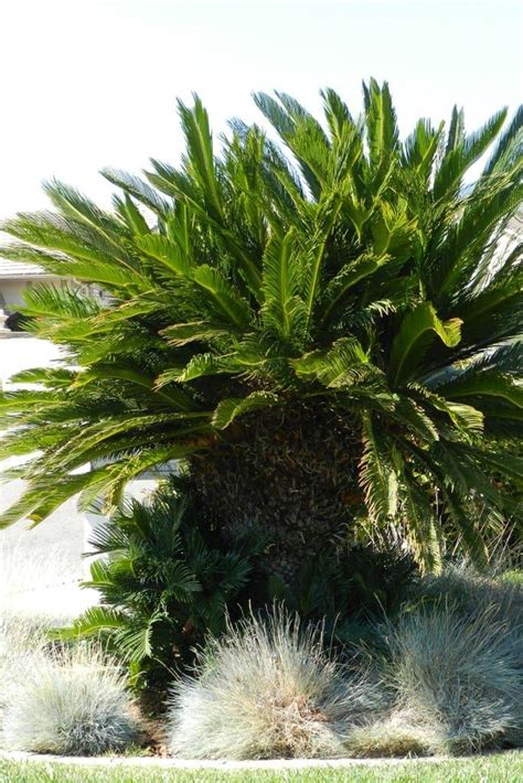 How To Care For A Sago Palm And Why They Are So Difficult Artofit