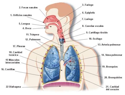 Importancia Del Sistema Respiratorio