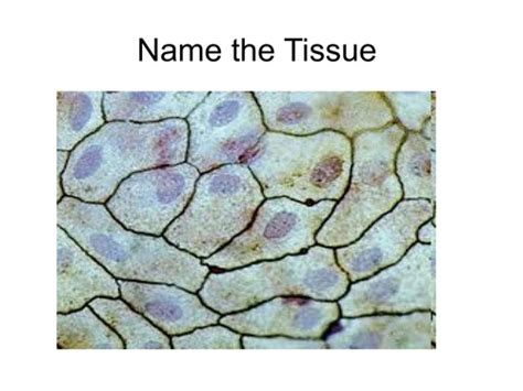 Tissue Identification Flashcards Quizlet