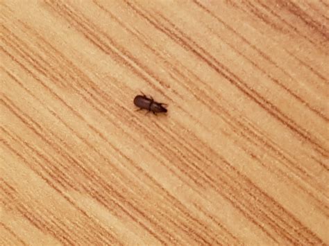 Insecte De Maison Qui Pique Home Alqu