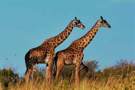 Wildlife Safaris Across Rwanda S National Parks Inside Akagera