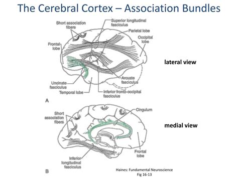 PPT Telencephalon Cerebral Cortex Gross Anatomy PowerPoint
