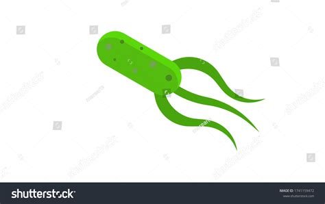 Bacterial Cell Anatomy Labeling Structures On Stock Illustration