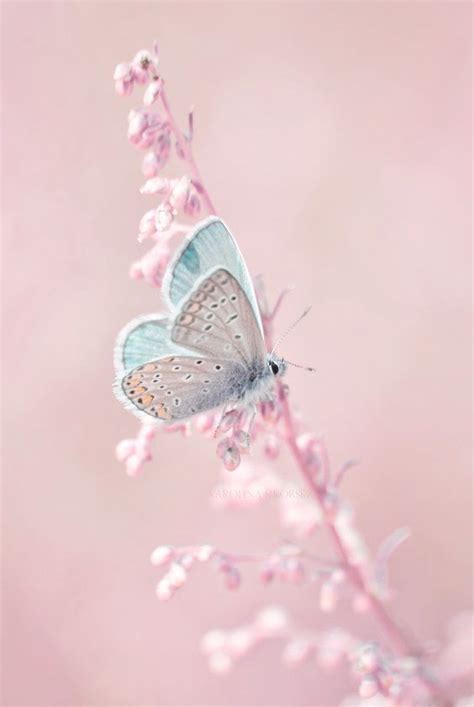 A Small Blue Butterfly Sitting On Top Of A Pink Flower Branch With