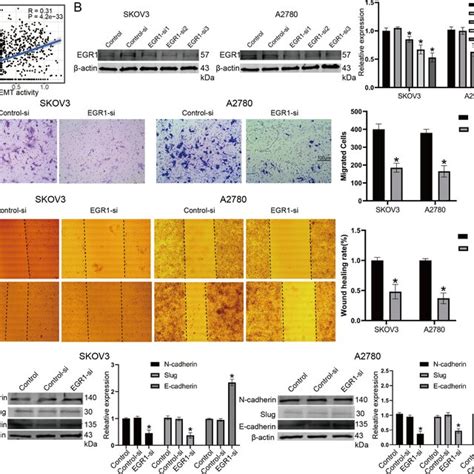 Knockdown Of EGR1 Inhibits Ovarian Cancer Cell Migration And Invasion