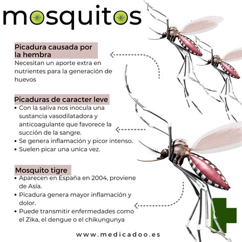 Tipos De Picaduras De Insectos