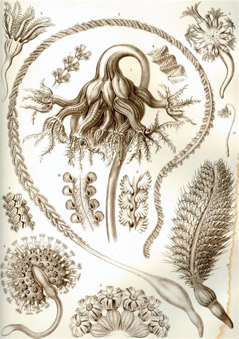Scientific Illustration