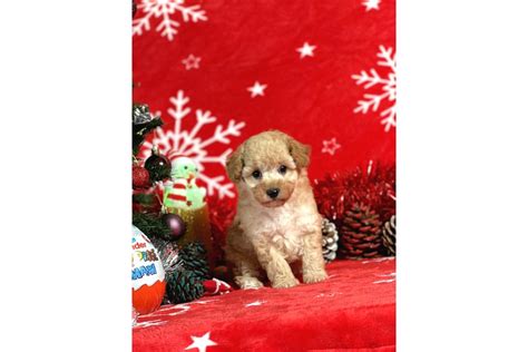 Poodle Poodle Yavru Istanbul Poodle Yavru K Pek
