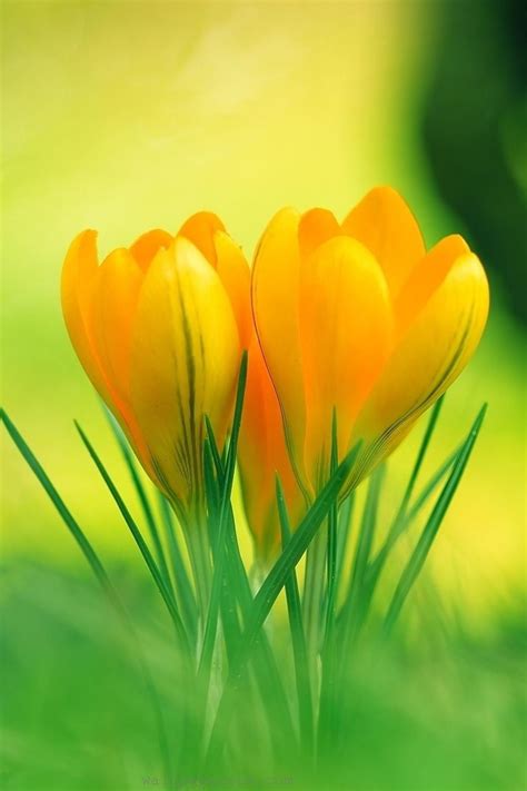 Yellow Flower HD Wallpapers Wallpaper Cave
