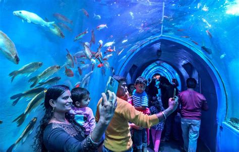 Watch Have You Heard Of A Portable Underwater Tunnel Aquarium The