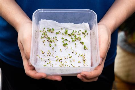 Cómo germinar una planta Huerto en casa