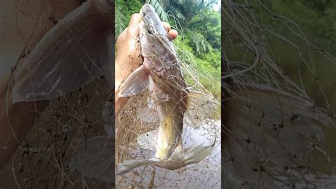 TAHAN PUKAT IKAN BAUNG Cara Tahan Pukat Ikan Baung Litang Sungai YouTube