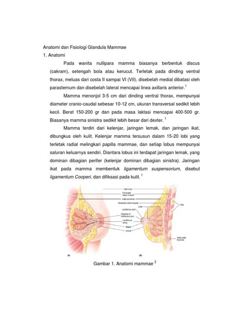 PDF Anatomi Dan Fisiologi Glandula Mammae DOKUMEN TIPS