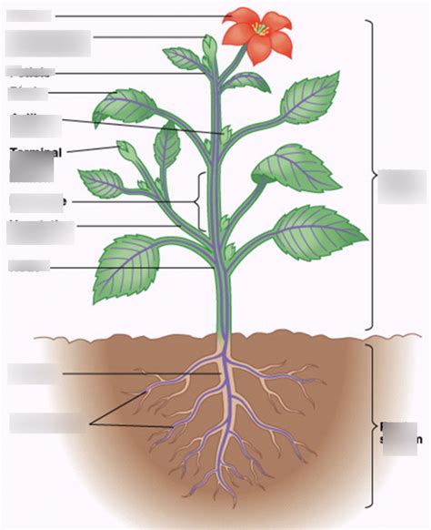 Botany Lab Practical Diagram Quizlet