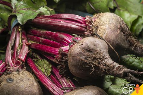 Horta Como Plantar Beterraba Beta Vulgaris Artigos Cursos A
