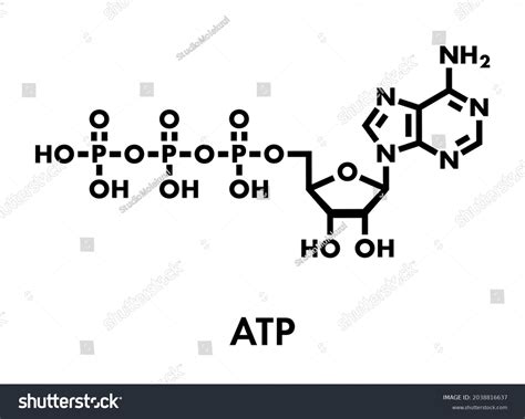 Adenosine Triphosphate Atp Molecule Functions Neurotransmitter Stock