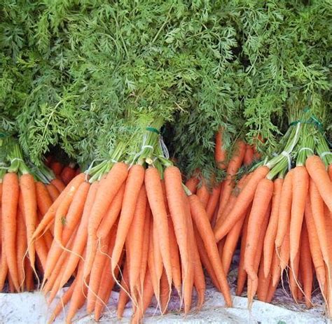 Cómo cultivar zanahorias 6 pasos