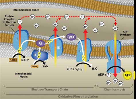 Electron Transport Chain