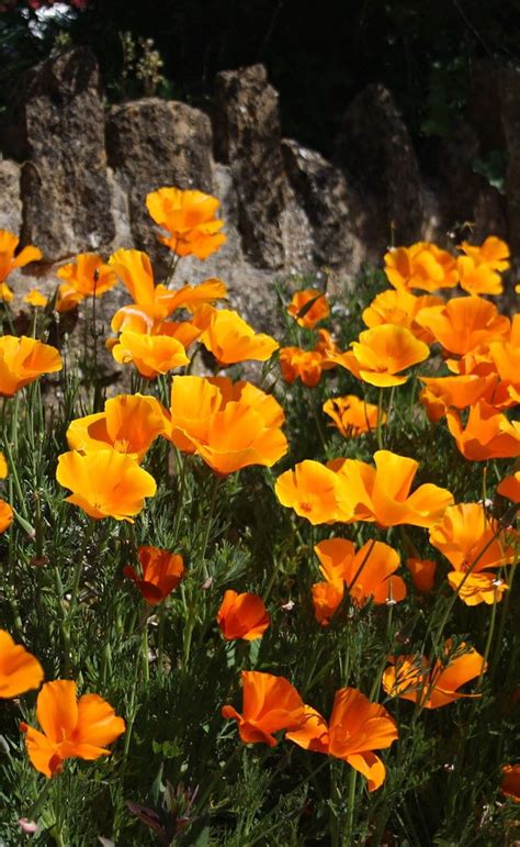 Top 10 des plantes résistantes à la sécheresse GARDENA
