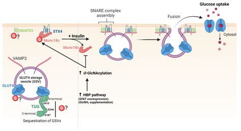 Cells Free Full Text O GlcNAc Dynamics The Sweet Side Of Protein
