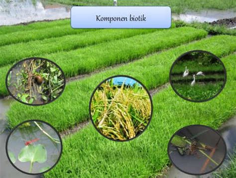 Ekosistem Sawah Dilengkapi Pengertian Ciri Komponen Dan Mobile Legends