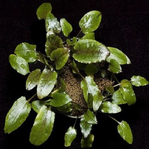 Cryptocoryne wendtii Broad Leaf Flora Aquática