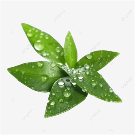 Fresh Tea Leaves With Dew On The Leaf Surface Plant Green Leaf PNG