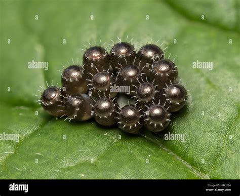 Groupe d œufs d insectes non éclos d un bouclier bug on a leaf Photo