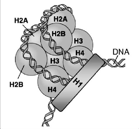 2 Schematic Representation Of A Nucleosome Adapted From Brenner