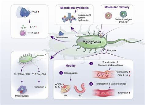 Graphical Description Of Targeting The Possible Mechanisms Of P