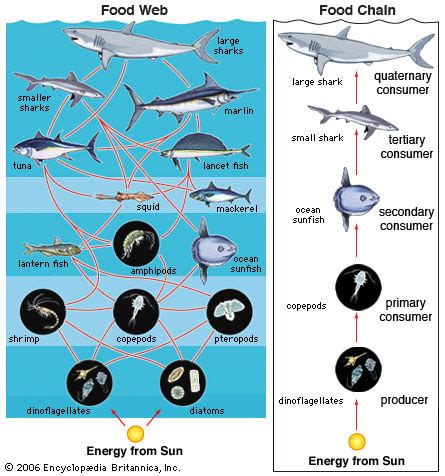 Energy In Ecosystems Flashcards Quizlet