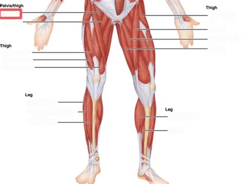Lab 8 Lower Limbs AOI Flashcards Quizlet