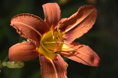 Lilja Blomma Lily Orange Färg Gratis foto på Pixabay Pixabay