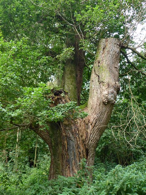Photographs Of Savernake Forest Wiltshire England Bumble Oak