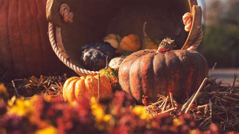 Pumpkin Harvest Wallpaper